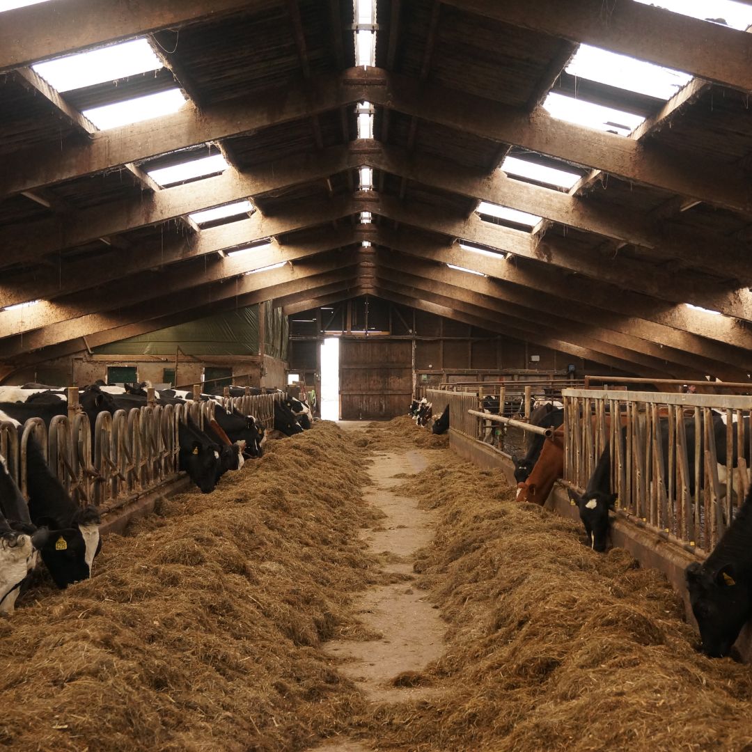 Guía de ensilaje de maíz: Entiende todo sobre el proceso › Agrotec