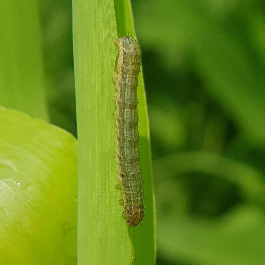 Gusano cogollero: métodos de control y consejos de manejo › Agrotec
