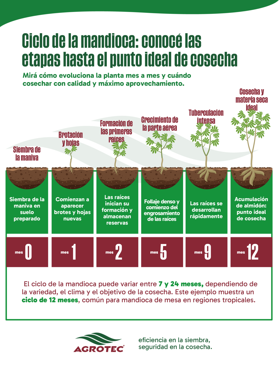 Cómo se siembra la mandioca: guía para productores › Agrotec